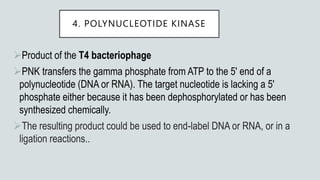 Modifying enzymes .pptx