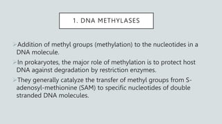 Modifying enzymes .pptx
