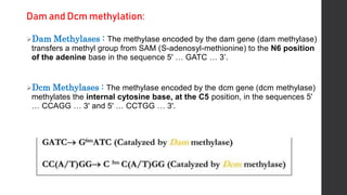 Modifying enzymes .pptx