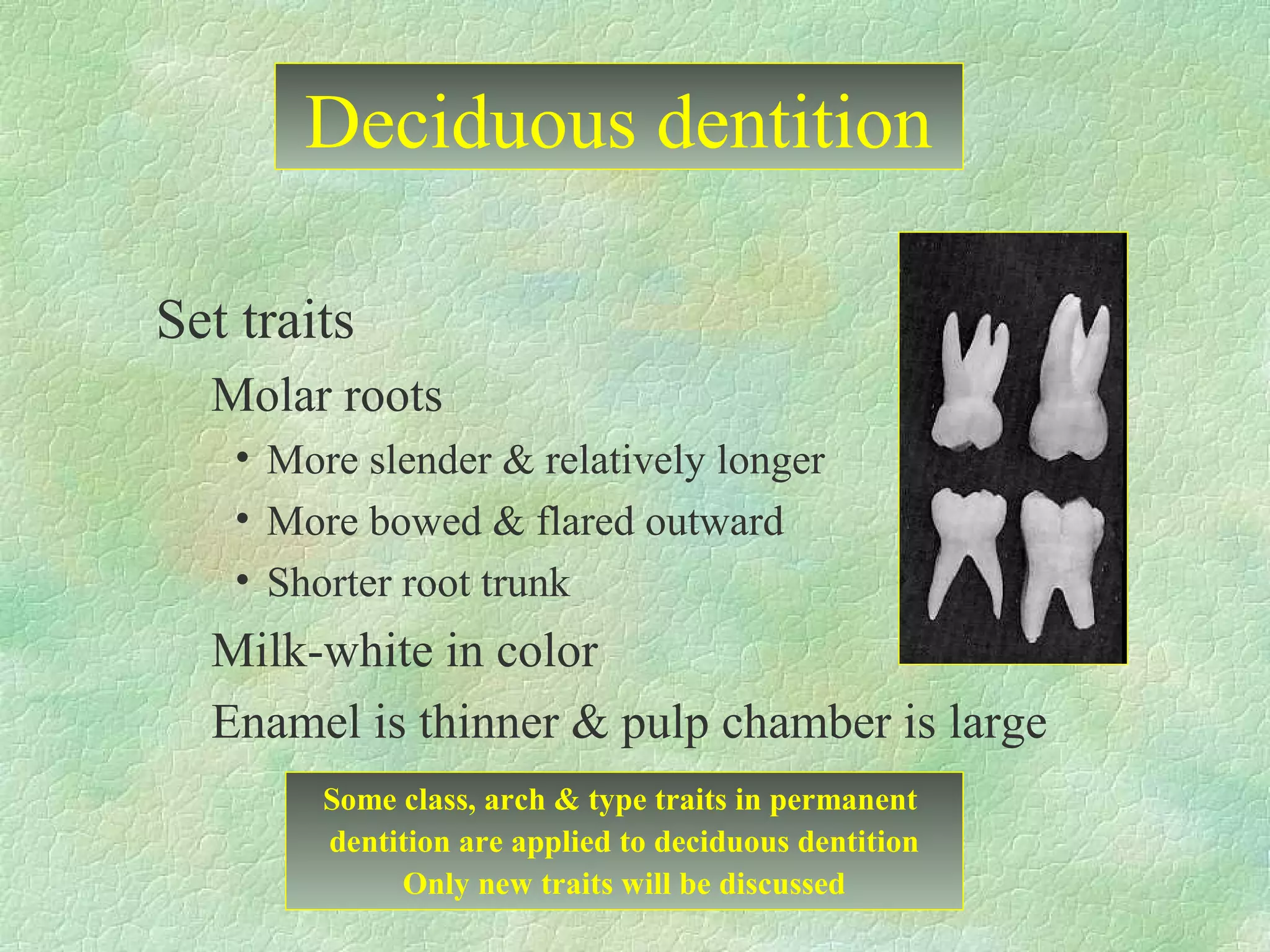 Mod morphology of deciduous dentition | PPT