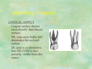 Mod morphology of deciduous dentition | PPT
