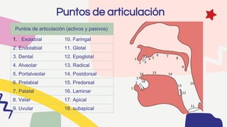 Ejemplos Prácticos de Fonetica Articulatoria: Consonantes y Vocales