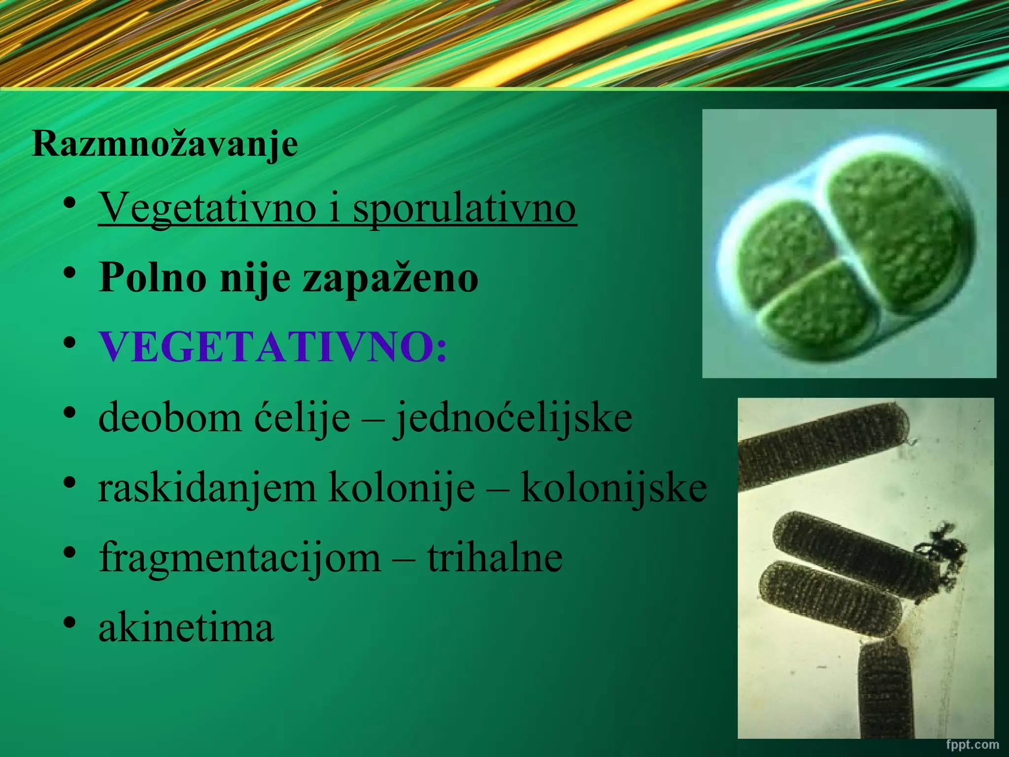 Modrozelene alge | PPT