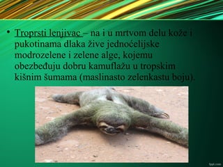 Modrozelene alge | PPT