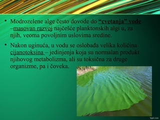 Modrozelene alge | PPT