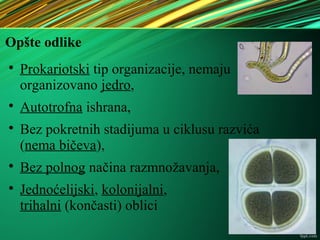 Modrozelene alge | PPT