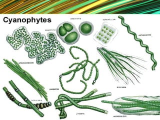 Modrozelene alge | PPT