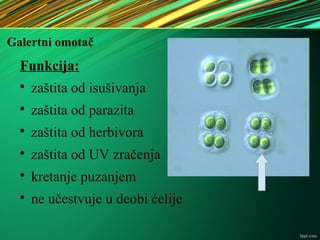 Modrozelene alge | PPT