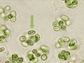 Modrozelene alge | PPT