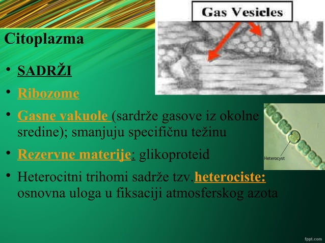 Modrozelene alge | PPT
