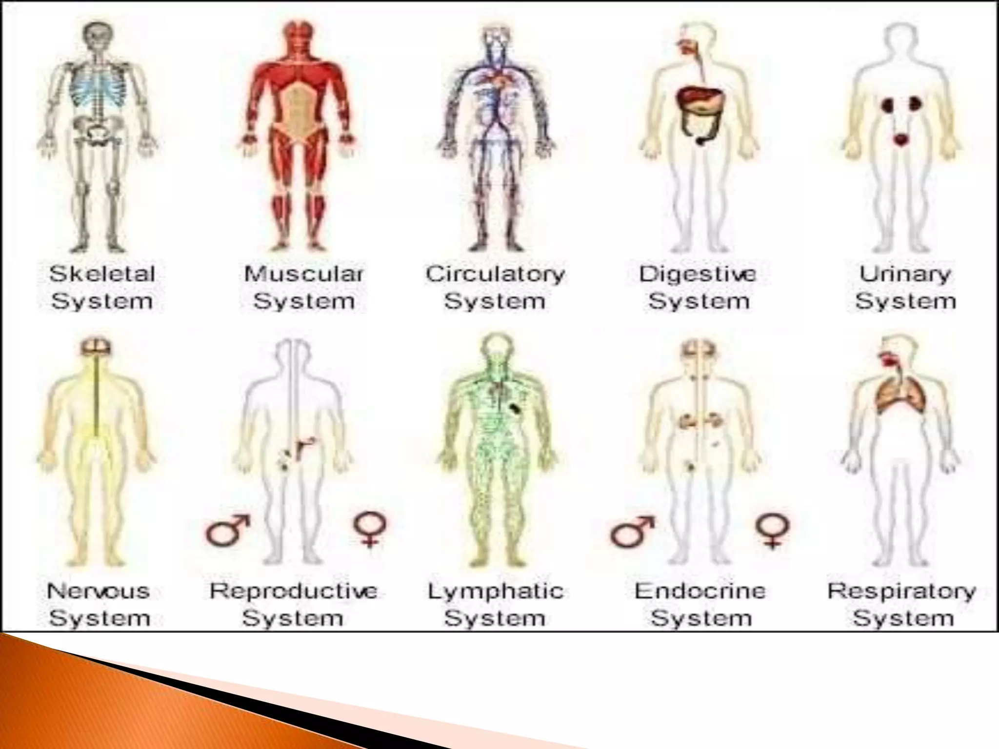 MULTIPLE ORGAN DYSFUNCTION SYNDROME | PPTX