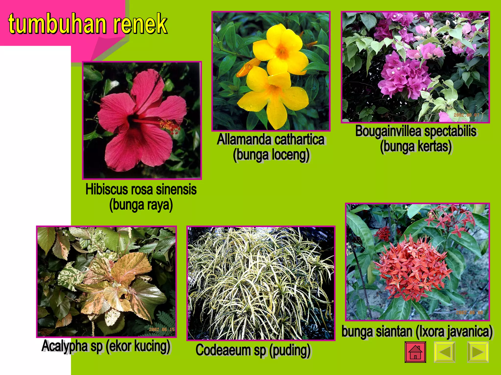 Modul 1 Tumbuhan Landskap | PPT