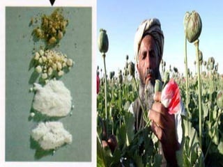 Modul 19 narkoba | PPT