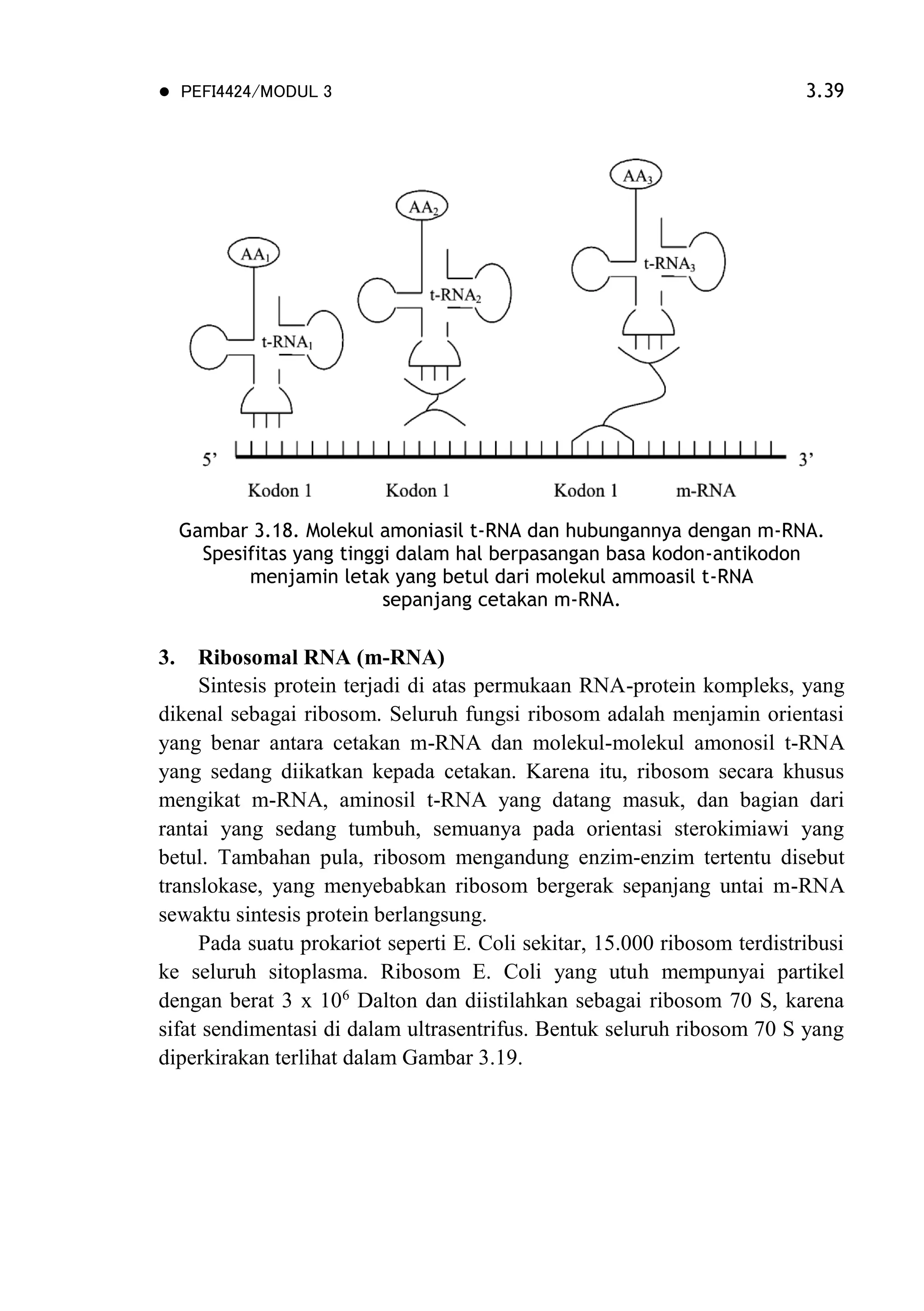 Modul 3-strukturdan-fungsi-dna-dan-rna1 | PDF