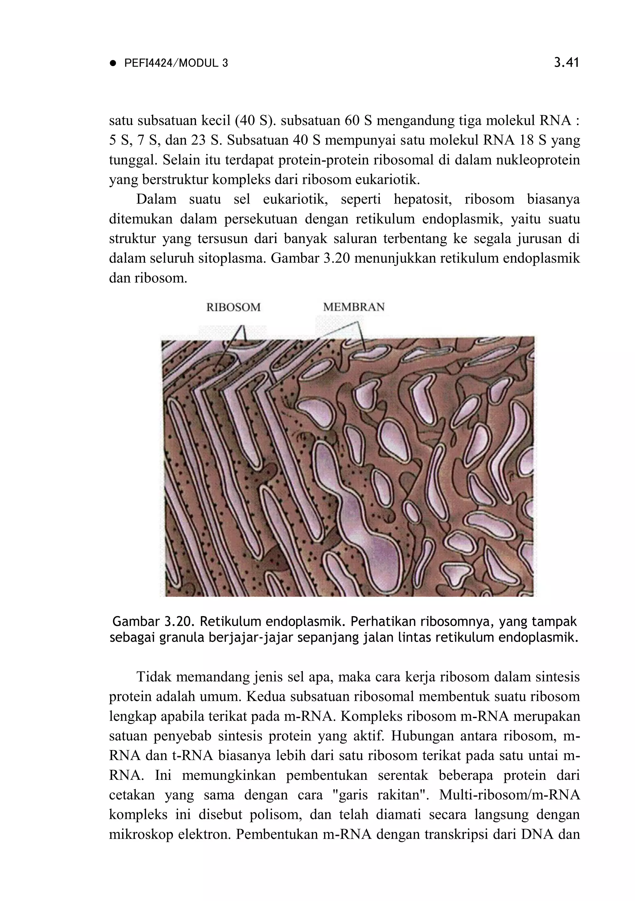 Modul 3-strukturdan-fungsi-dna-dan-rna1 | PDF