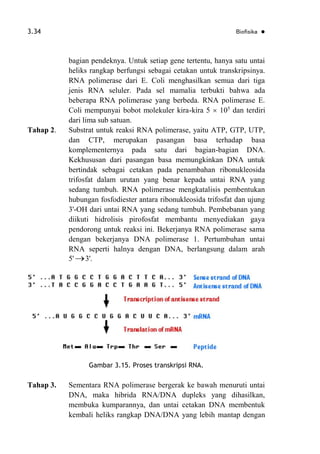 Modul 3-strukturdan-fungsi-dna-dan-rna1 | PDF