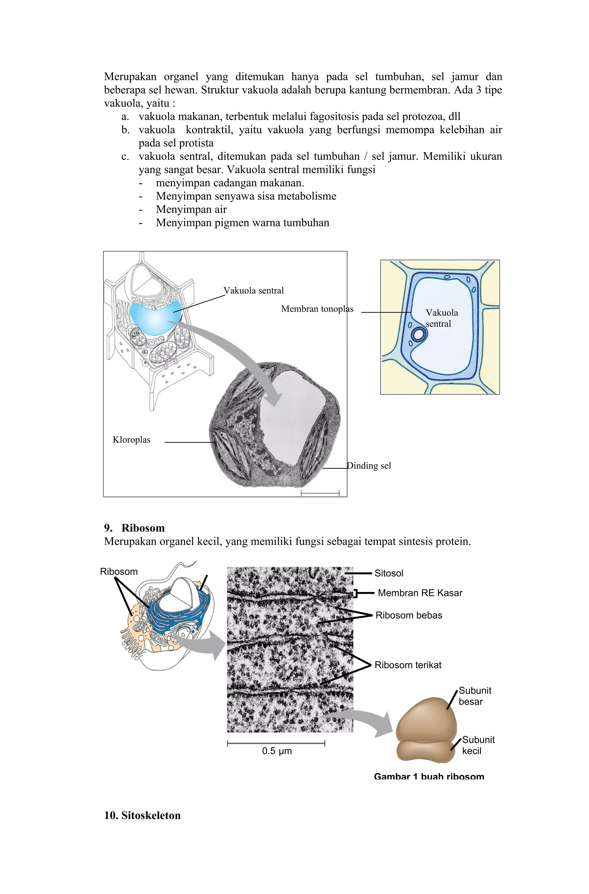 Modul Biologi Untuk SMA Kelas XI-SEL | DOC