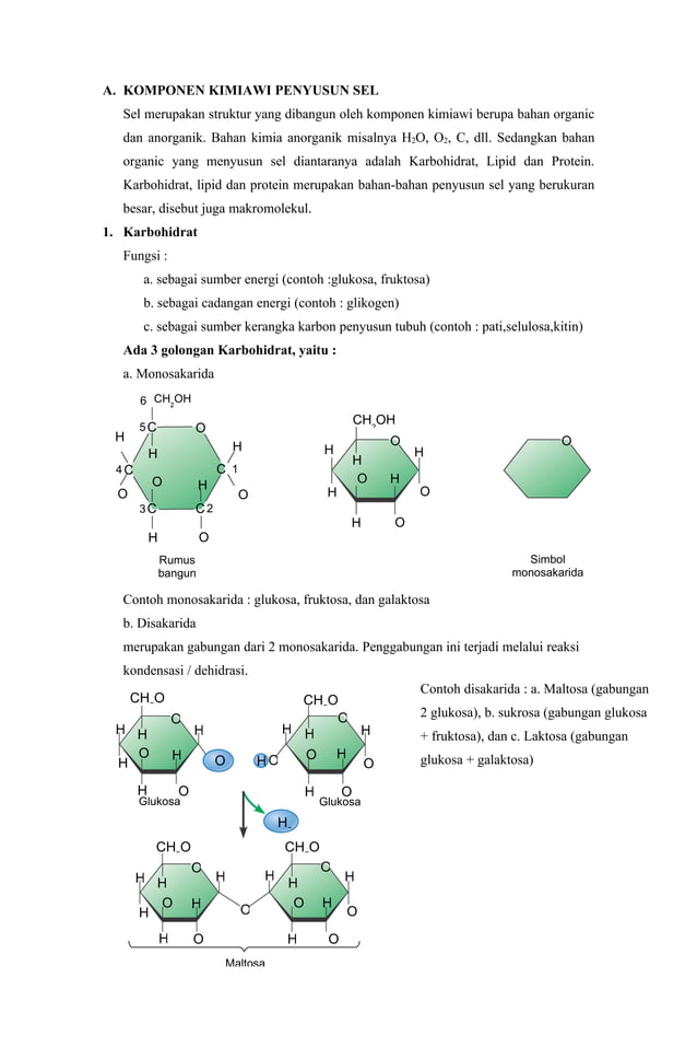 Modul Biologi Untuk SMA Kelas XI-SEL | DOC