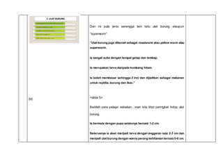 Skrip TV Pendidikan Modul 1042 Ulat burung | PPT