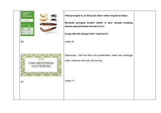 Skrip TV Pendidikan Modul 1042 Ulat burung | PPT