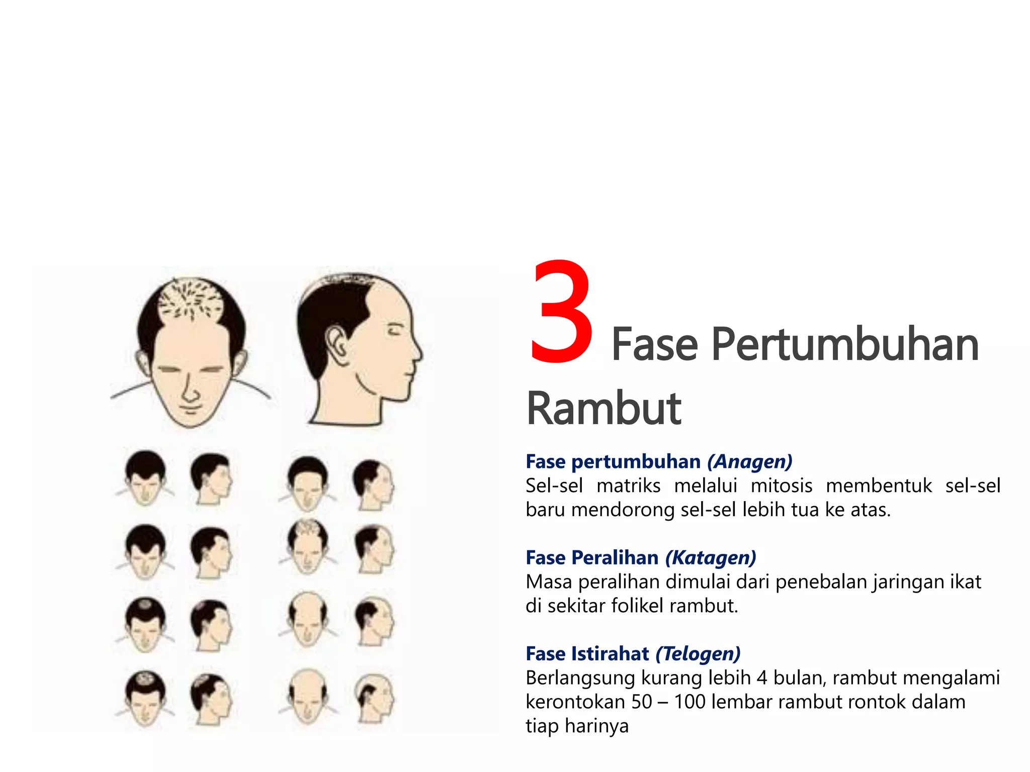 Sistem Integumen dan Muskuloskeletal | PPTX