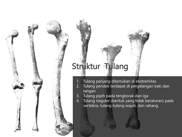 Sistem Integumen Dan Muskuloskeletal Ppt 