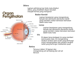 Sistem Penginderaan | PPTX