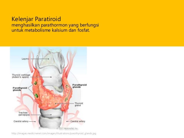 Modul 2 biologi kb 2
