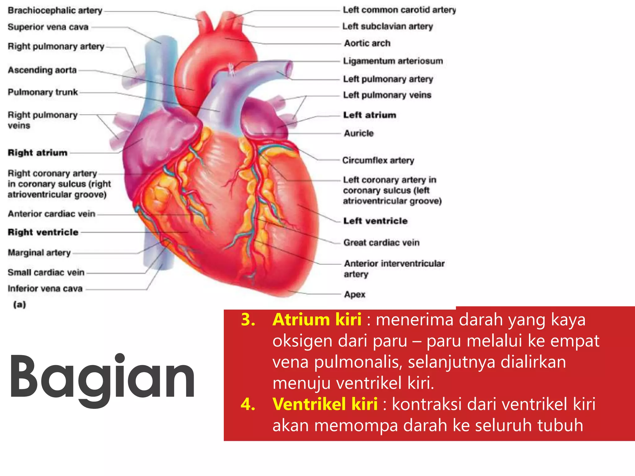 Sistem Kardiovaskuler dan Peredaran darah, Sistem Limfatik dan ...