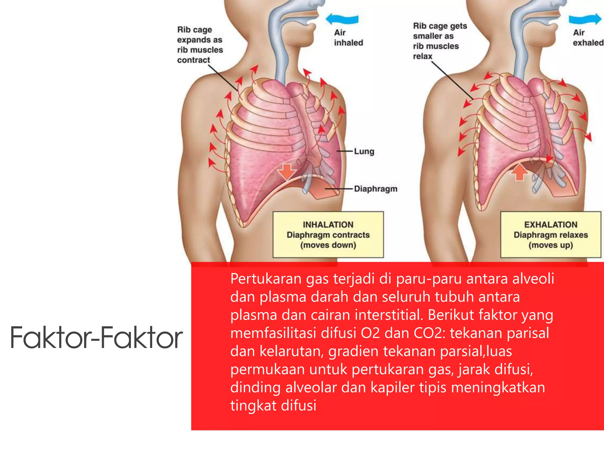 Anatomi Fisiologi Sistem Pernafasan (Respirasi) | PPTX