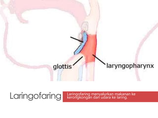 Anatomi Fisiologi Sistem Pernafasan (Respirasi) | PPTX