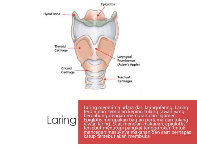 Anatomi Fisiologi Sistem Pernafasan (Respirasi)