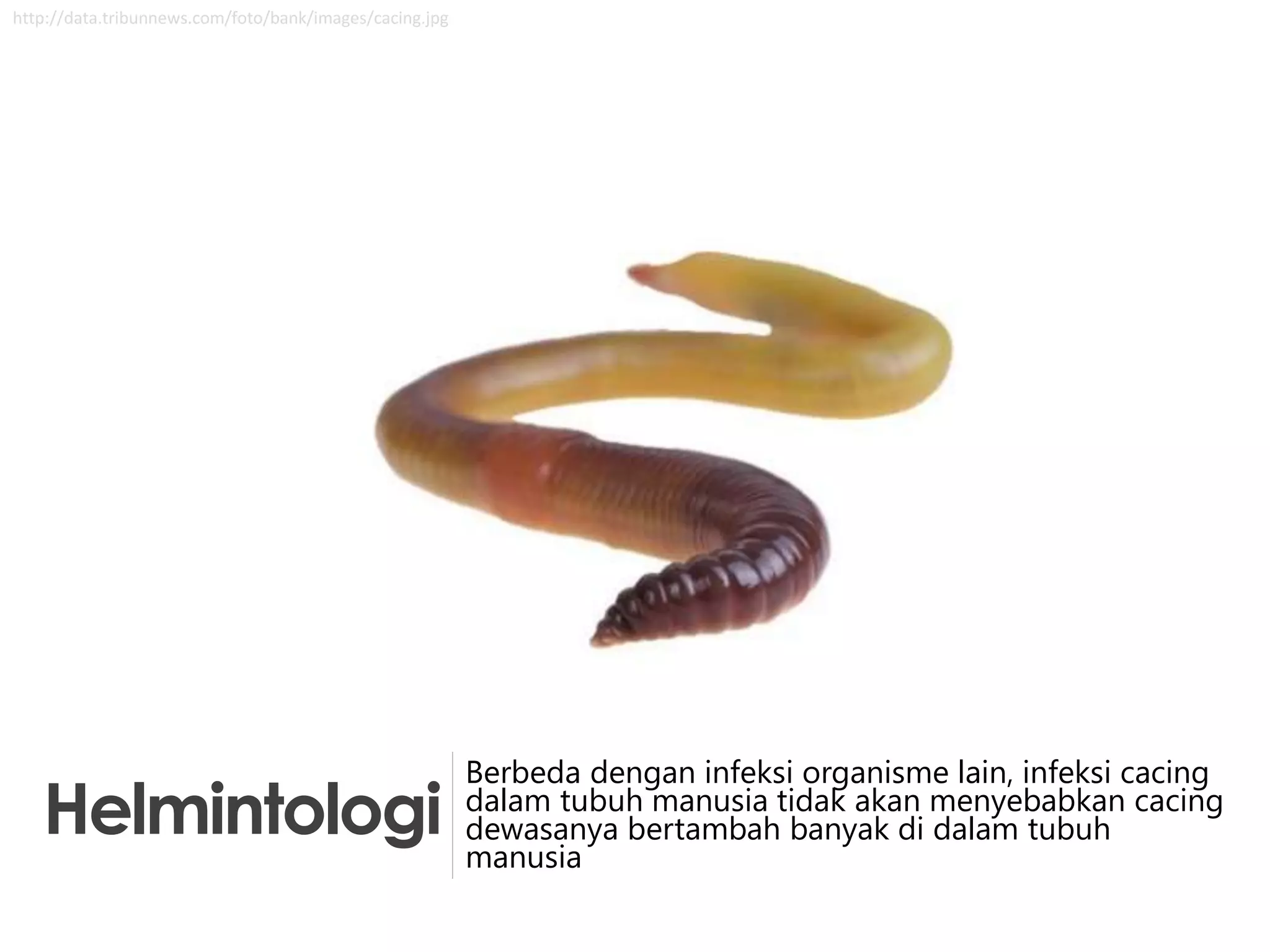 Helmintologi | PPTX