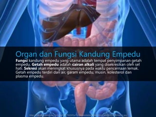 Anatomi Fisiologi dan Organ Asesoris Sistem Pencernaan | PPTX