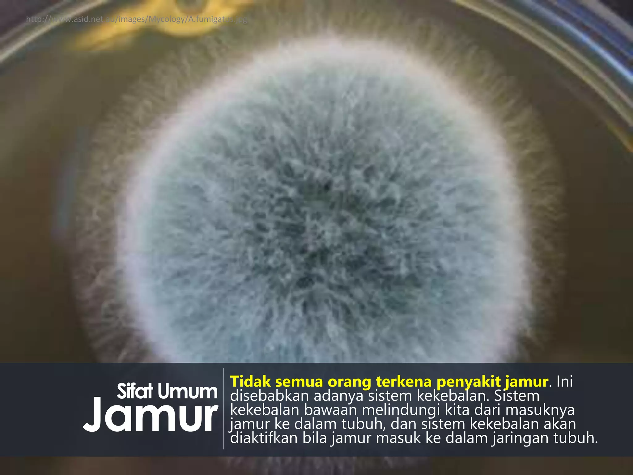 Entomologi dan Mikologi | PPTX