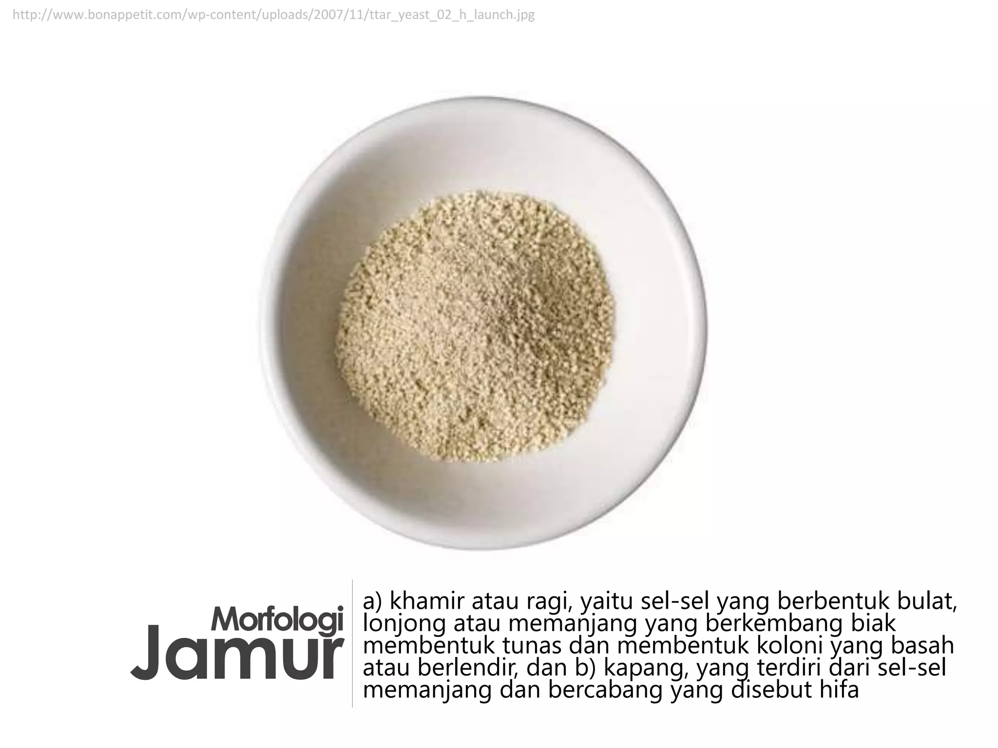 Entomologi dan Mikologi | PPTX