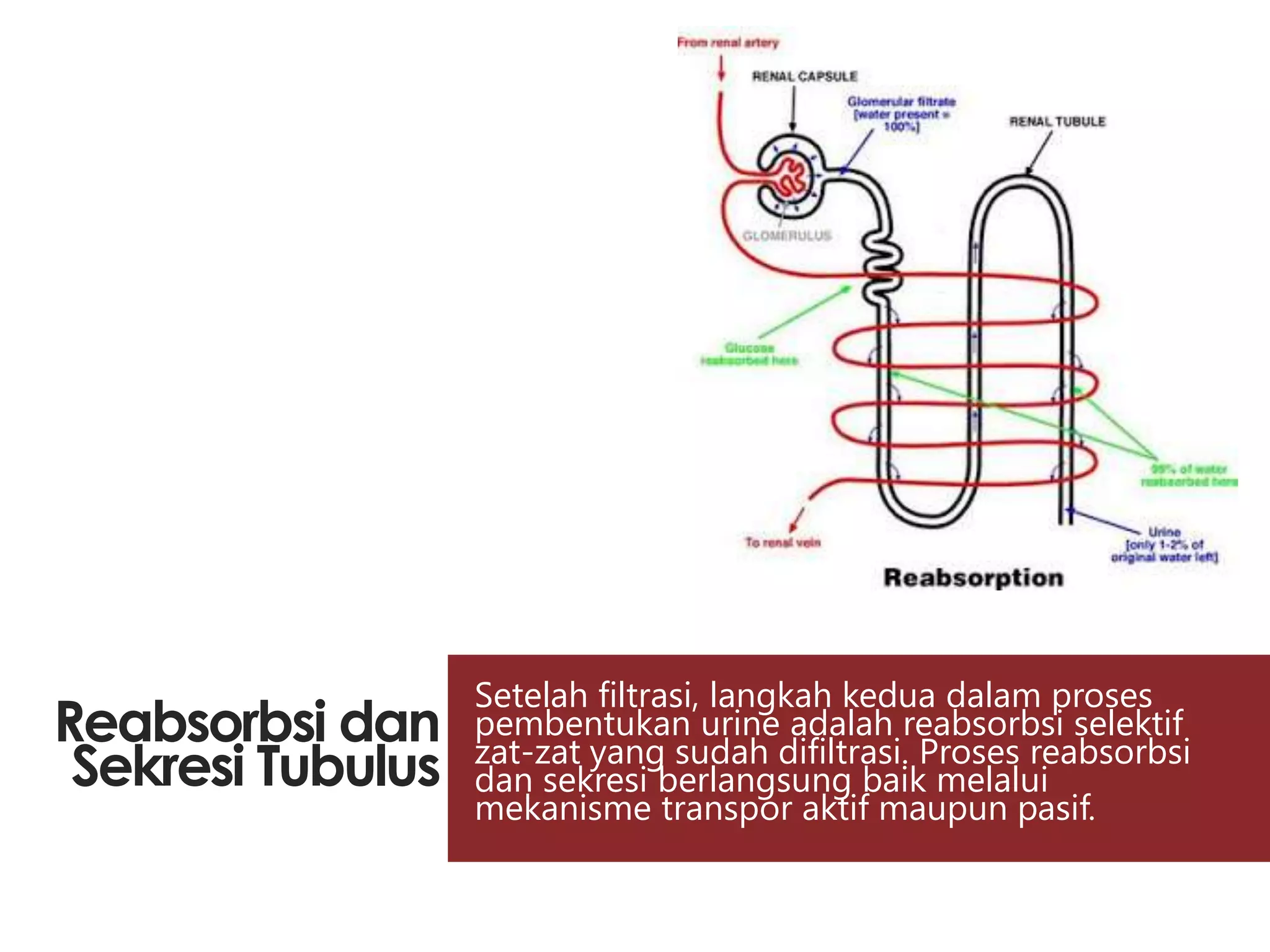 Anatomi dan Fisiologi Ginjal dan Saluran Perkemihan | PPTX