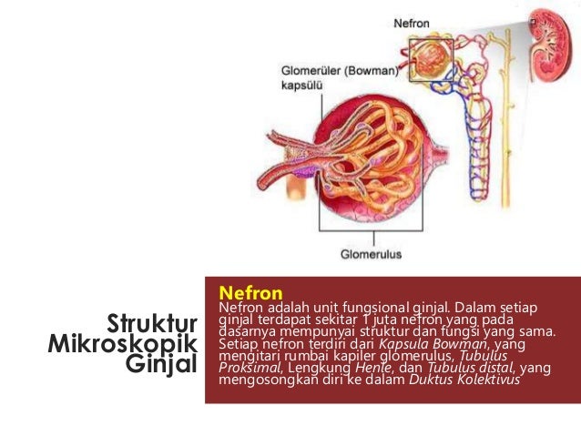 Struktur Nefron / 4 Perhatikan Struktur Nefron Berikut Apa Nama Bagian ...