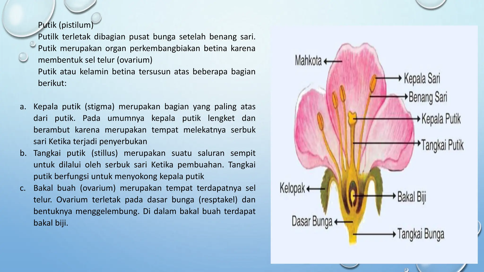 UT PGSD PDGK4103 MODUL 2 STRUKTUR TUBUH Pada Makhluk Hidup | PPTX
