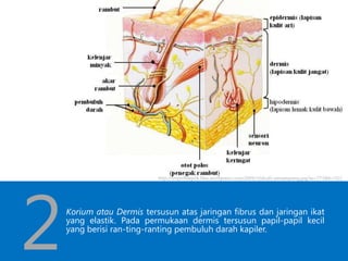 Modul 3 biologi kb 3 | PPT