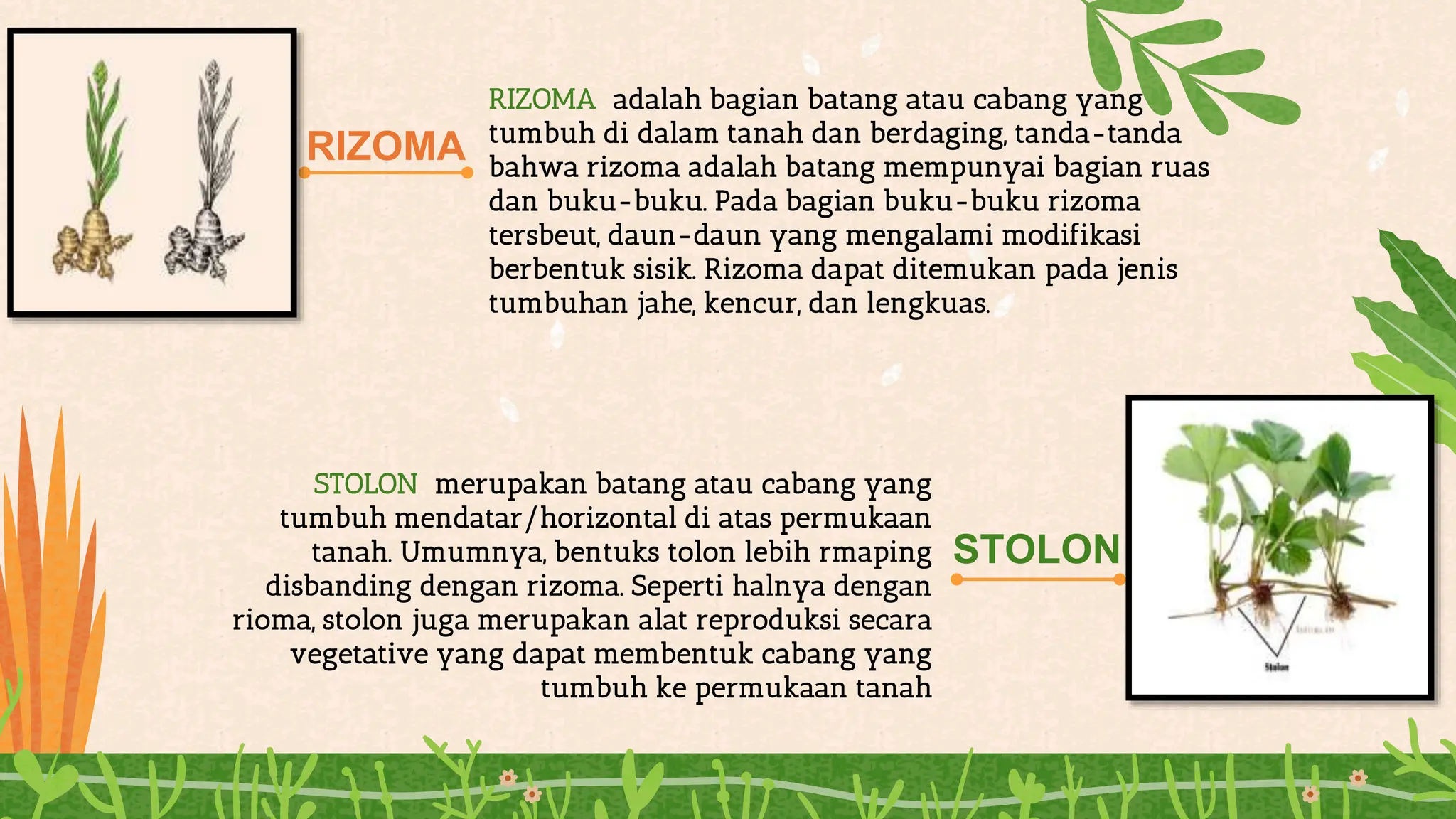 MODUL 3_ORGAN_SISTEM ORGAN_PDGK4103.pptx