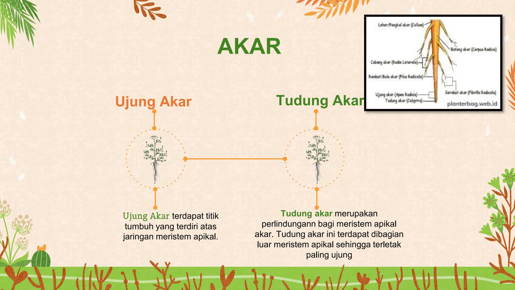 MODUL 3_ORGAN_SISTEM ORGAN_PDGK4103.pptx