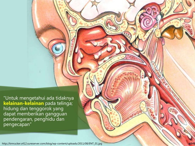 Modul 4 kb1 pemeriksaan telinga hidung tenggorokan | PPTX