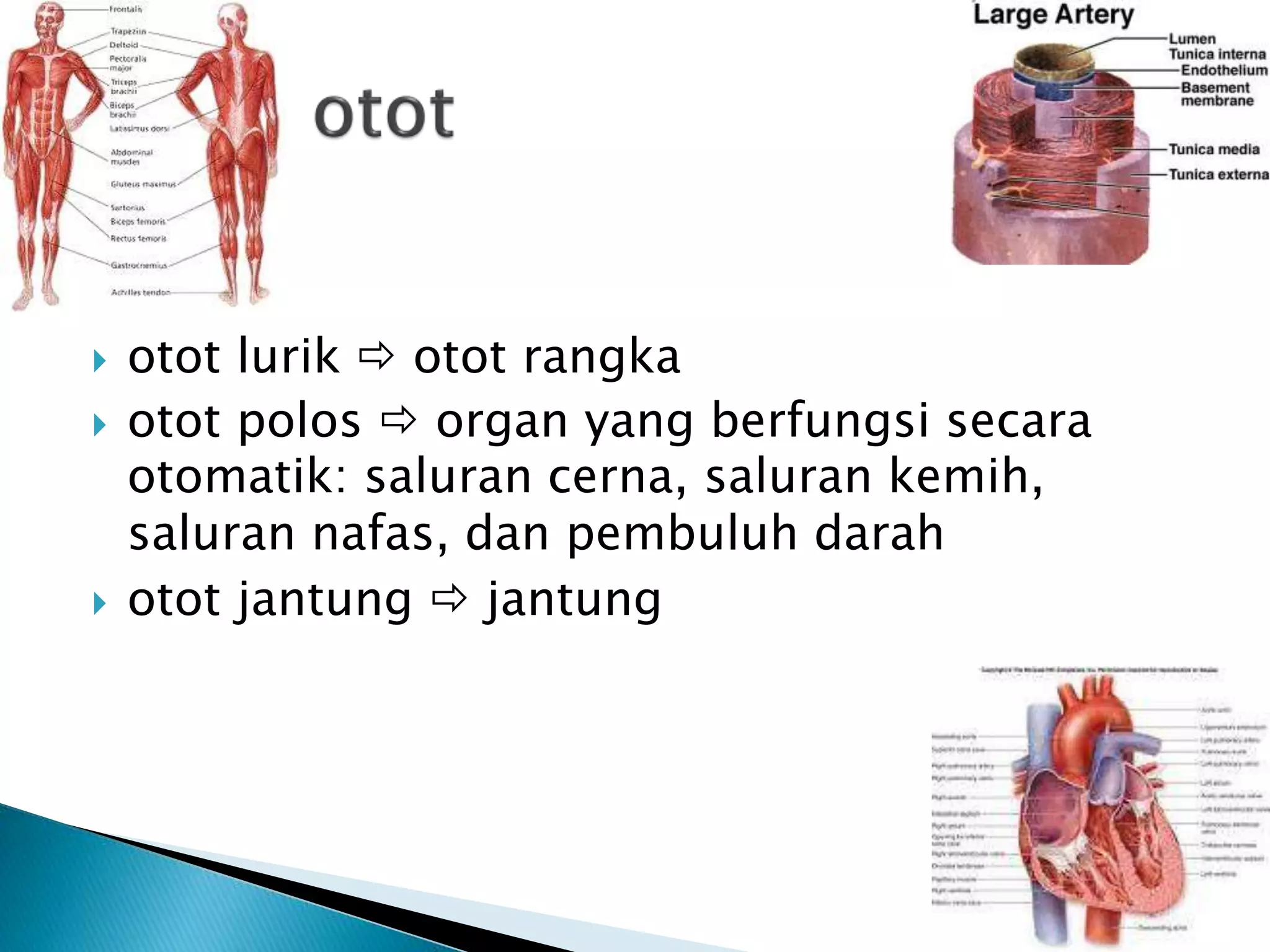 Modul 5 anatomi dasar dan fisiologi sistim organ tubuh manusia | PPT