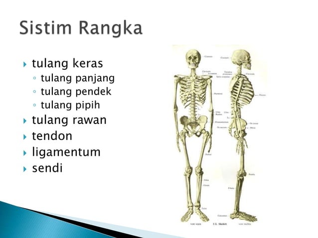 Modul 5 anatomi dasar dan fisiologi sistim organ tubuh manusia | PPT