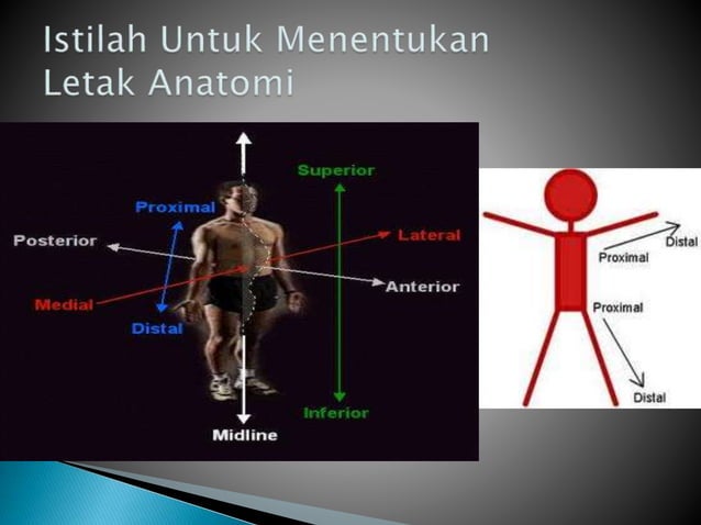 Modul 5 anatomi dasar dan fisiologi sistim organ tubuh manusia | PPT