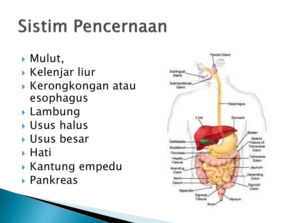 Modul 5 anatomi dasar dan fisiologi sistim organ tubuh manusia