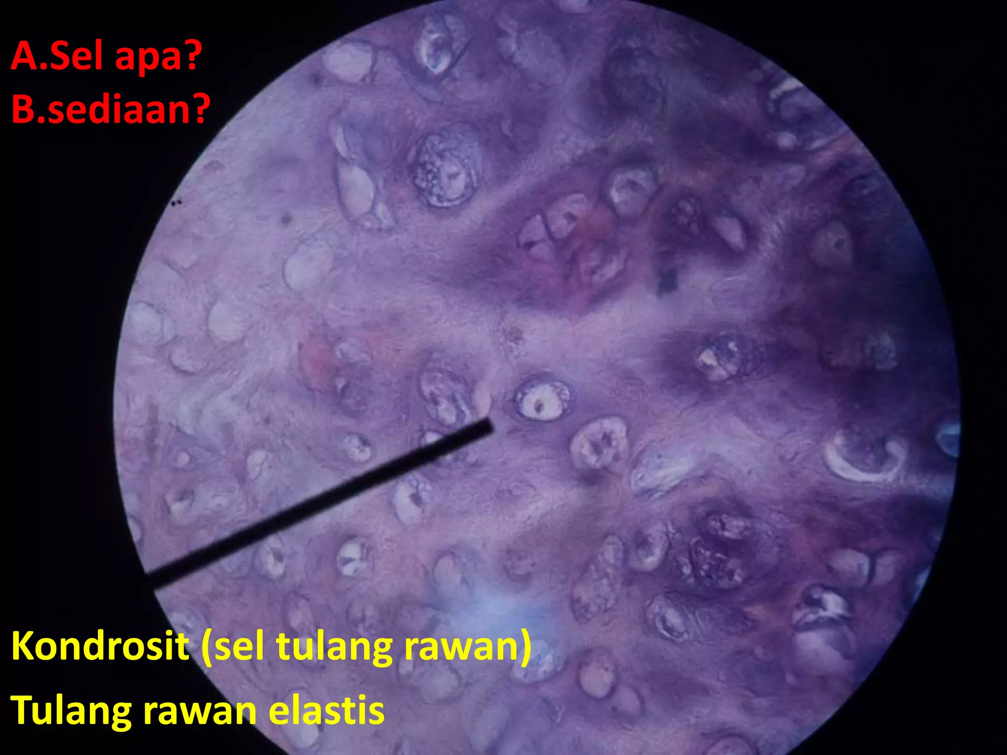Modul 6 histologi | PPTX