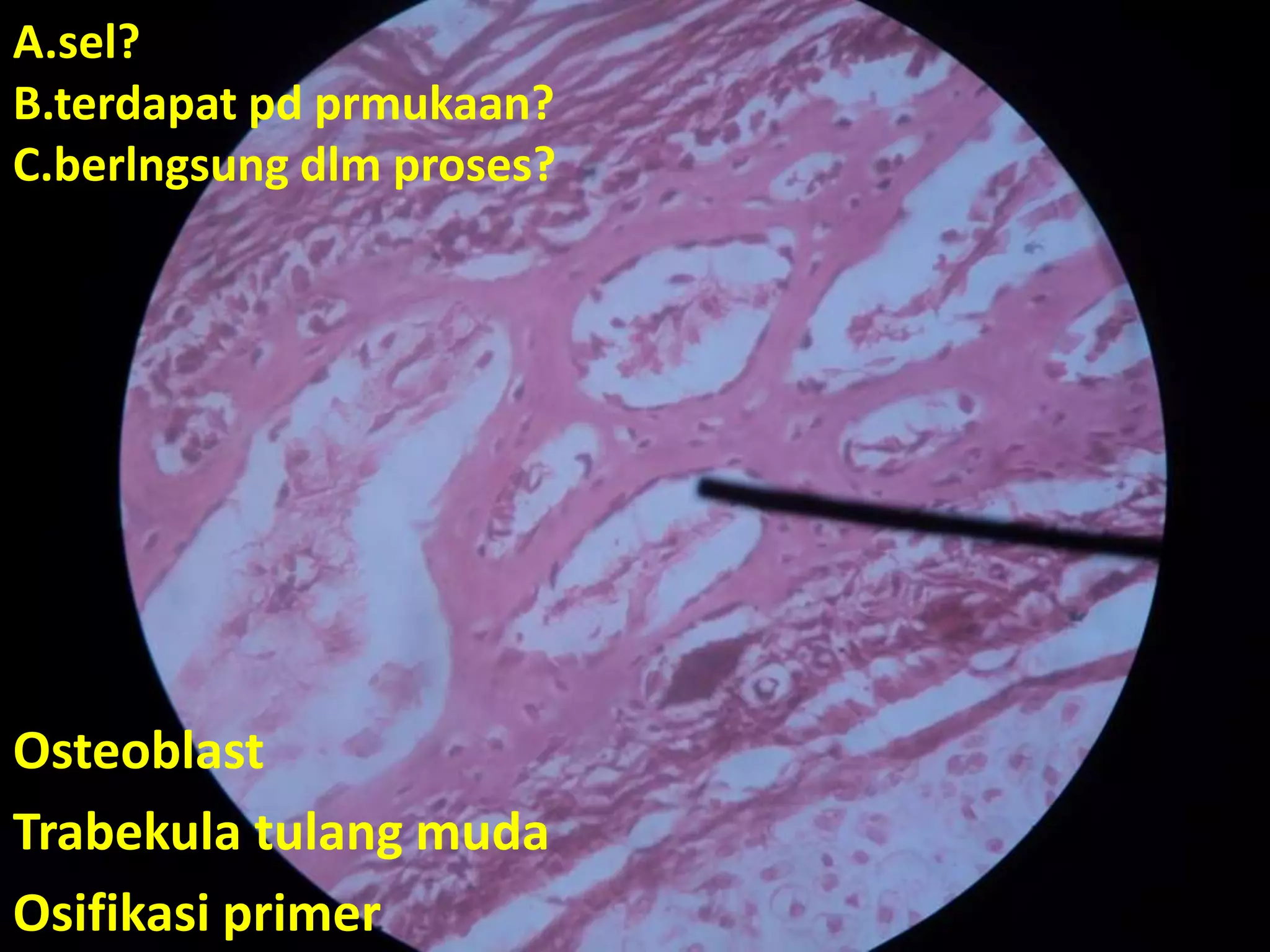 Modul 6 histologi | PPTX