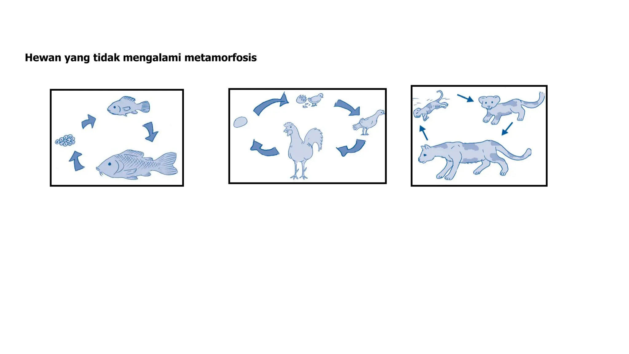 Modul ajar IPAS kelas 3 metamorfosis makhluk hidup.pdf